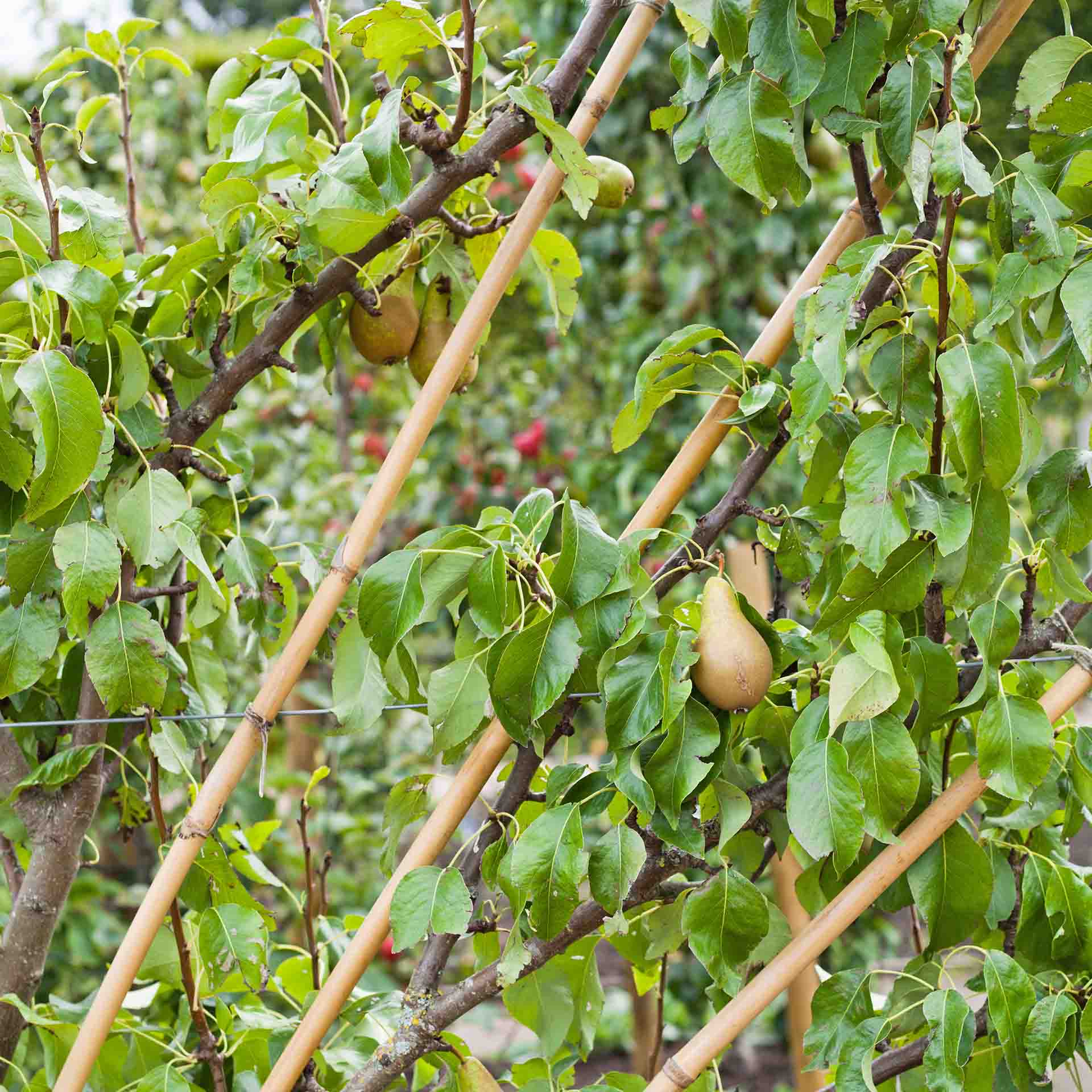 Conference Pears | Cotswold Foods